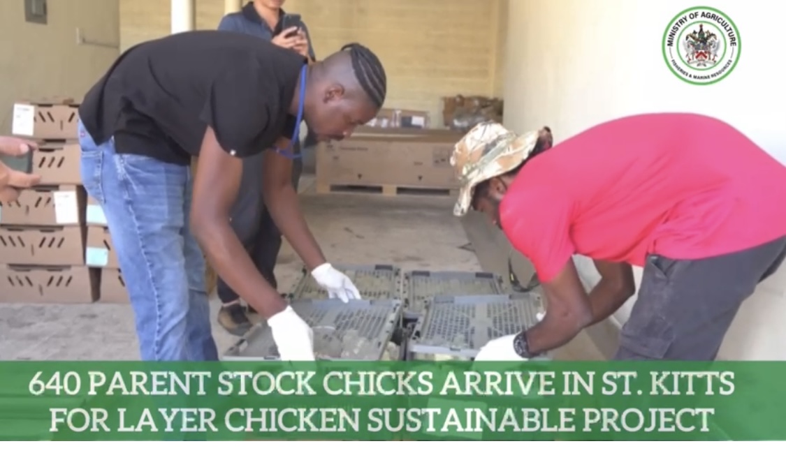 Over 600 Layer Chicks Arrive In St. Kitts To Boost Poultry Production ...